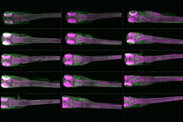 Tefor Paris-Saclay - Tefor Paris Saclay
