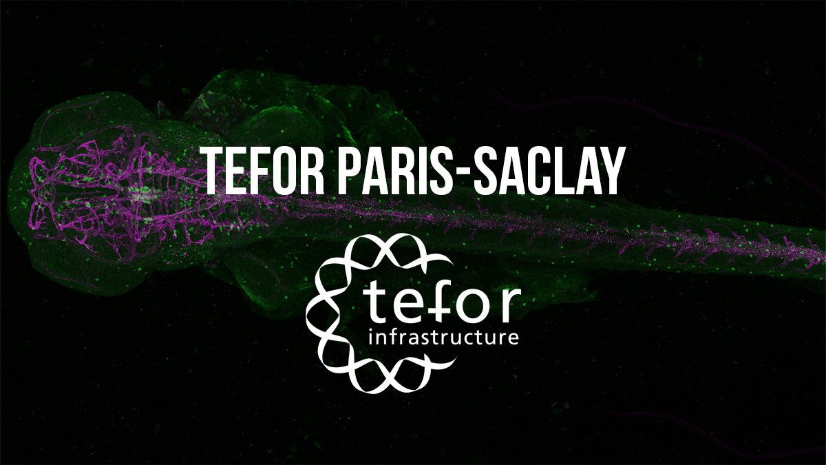 TPS-PHENO - Tefor Paris Saclay